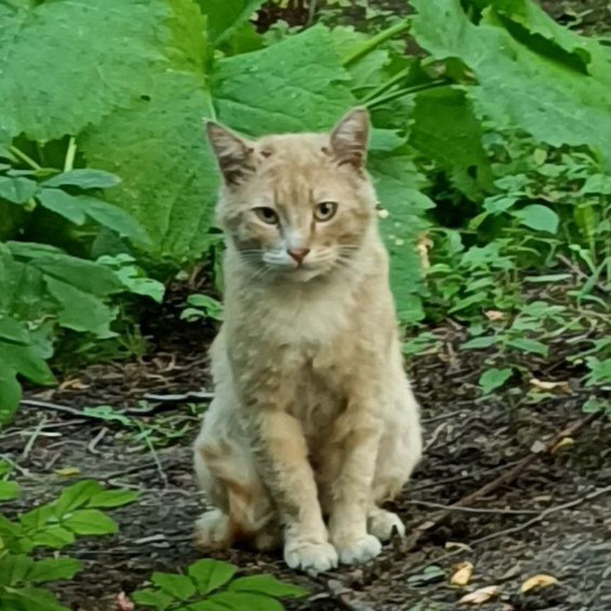 Котик в добрые руки