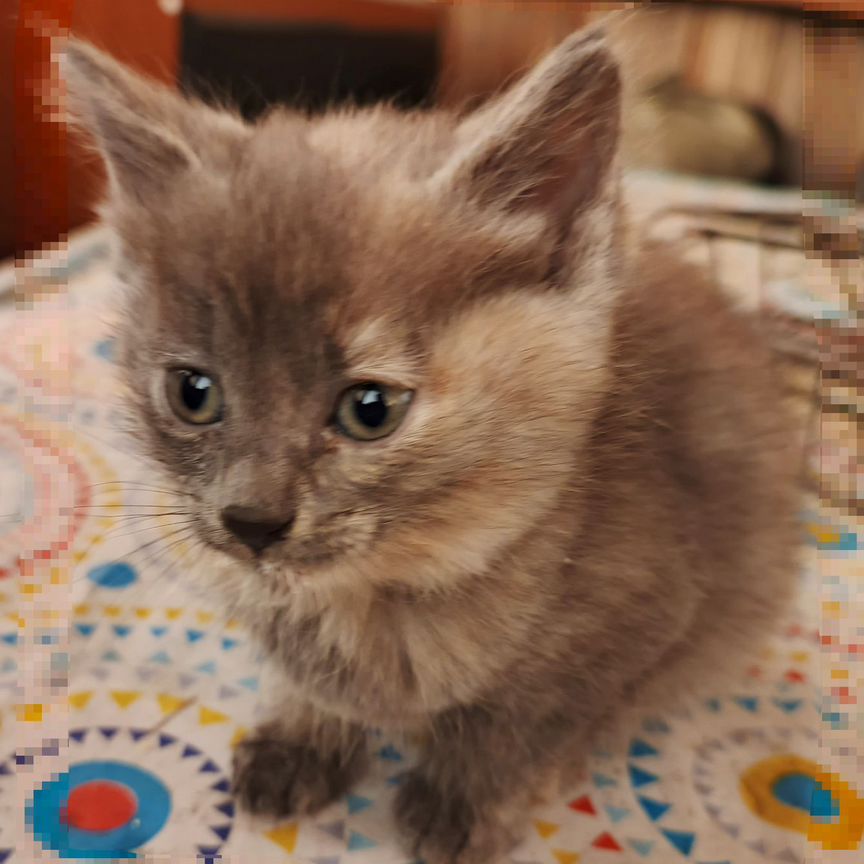 Котятки драконятки