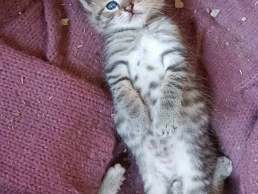 Отдам классных котят в добрые руки