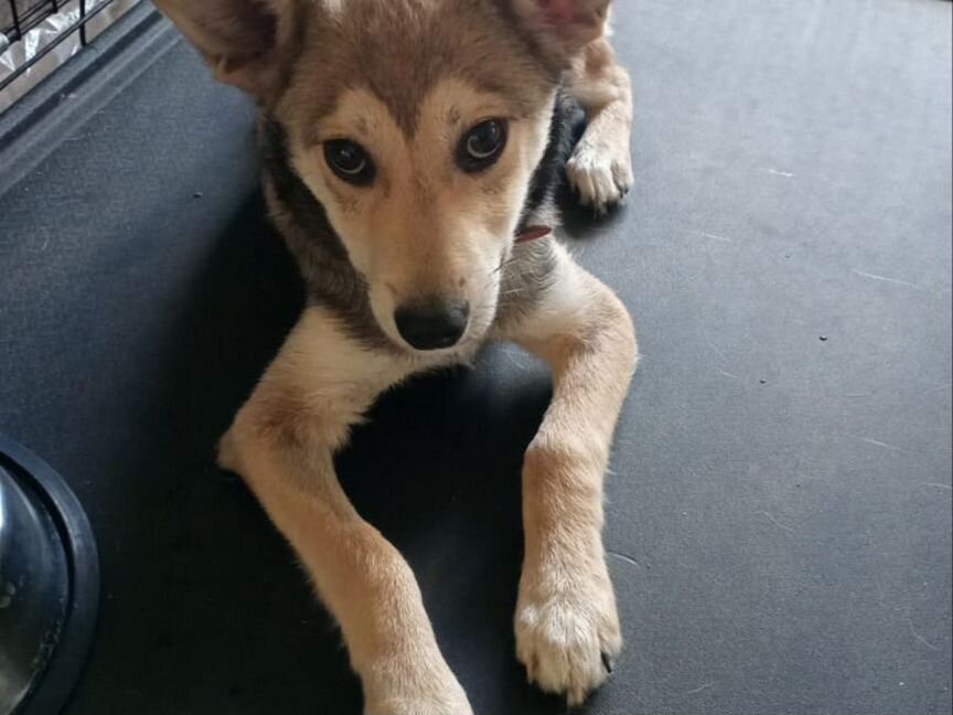 Щенок в добрые руки бесплатно