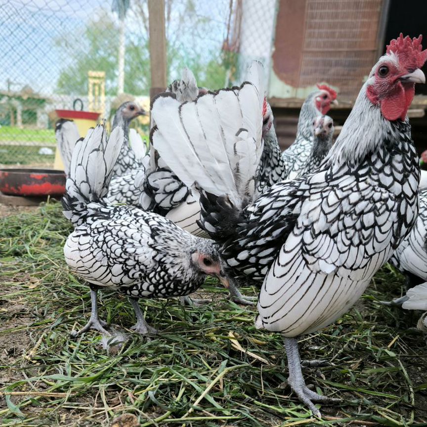 Куры сибрайт