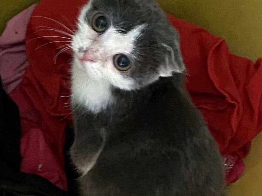 Шотладские вислоухие котята