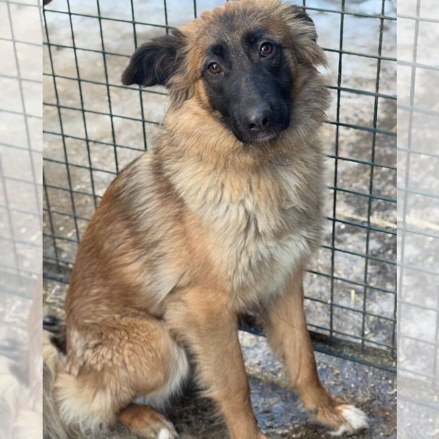 Сэнди ищет дом