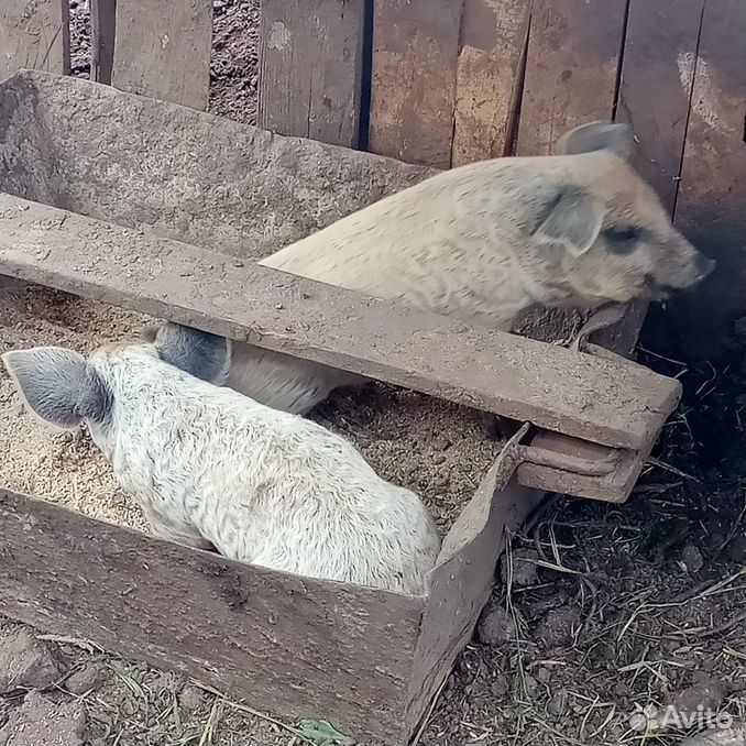 Продам поросят породы Мангалица