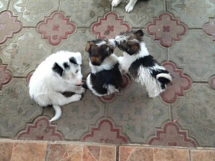 Щенки и котята