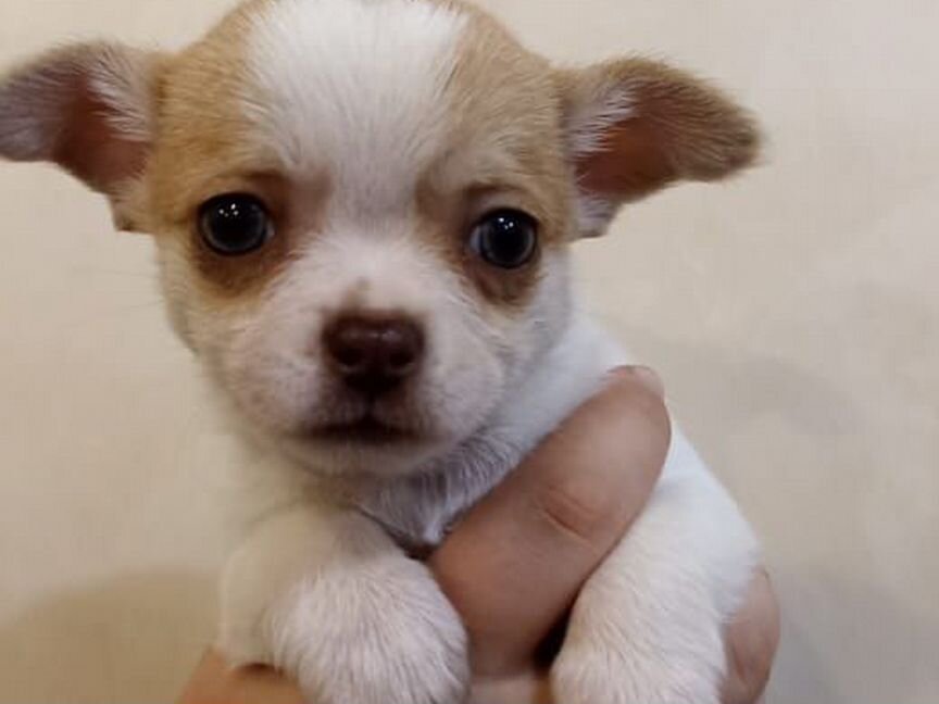 Щенки чихуахуа