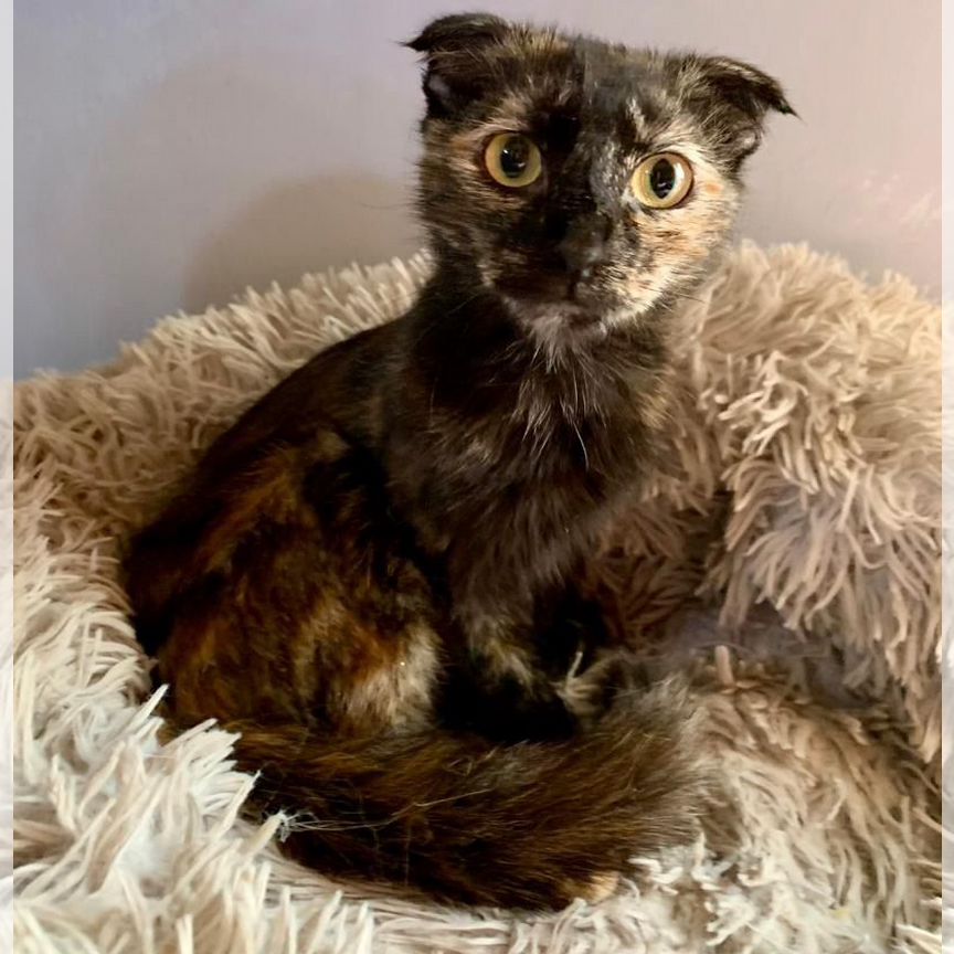 Кошка