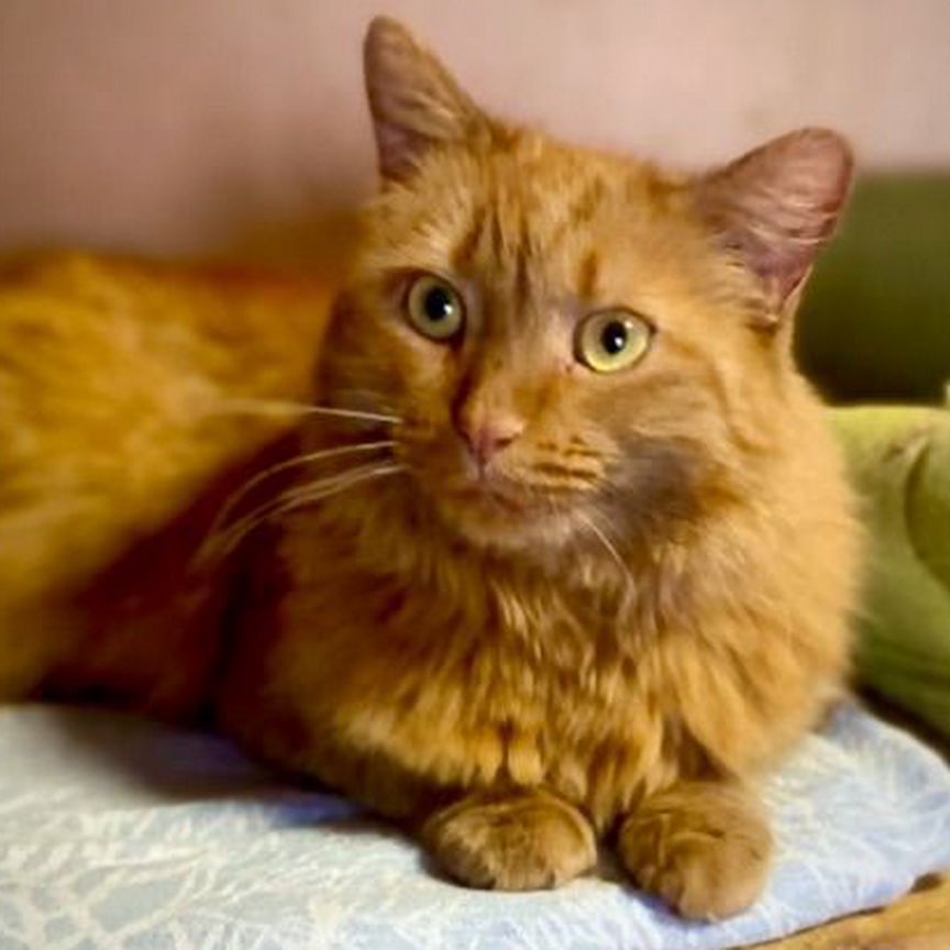 Взрослая, Девочка кошка в добрые руки