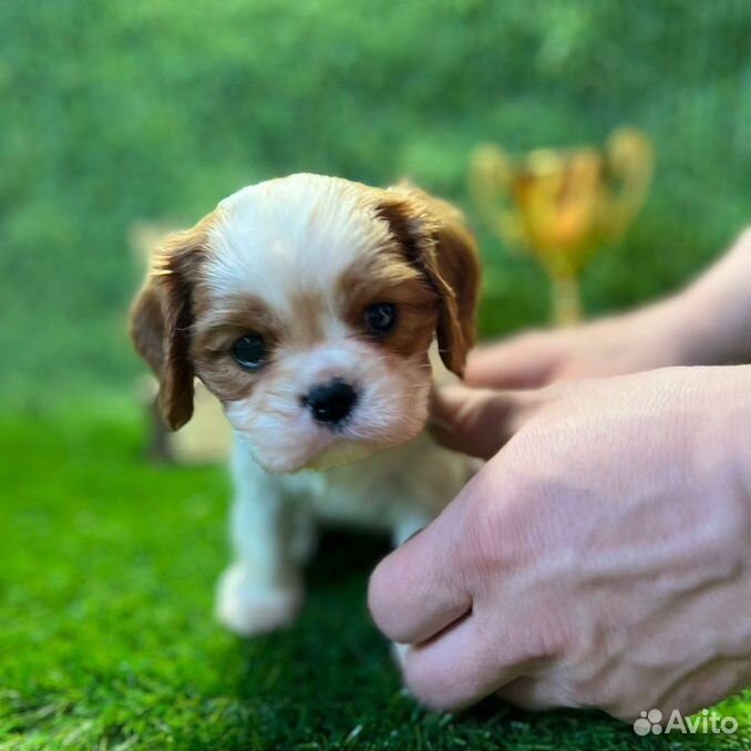 Необыкновенный щенок