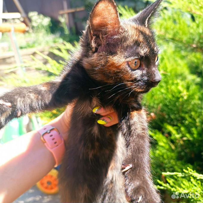 Кошечка необыкновенно красивого окраса