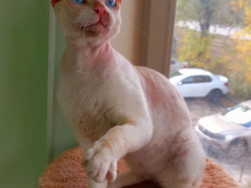 Котик браш ищет дом