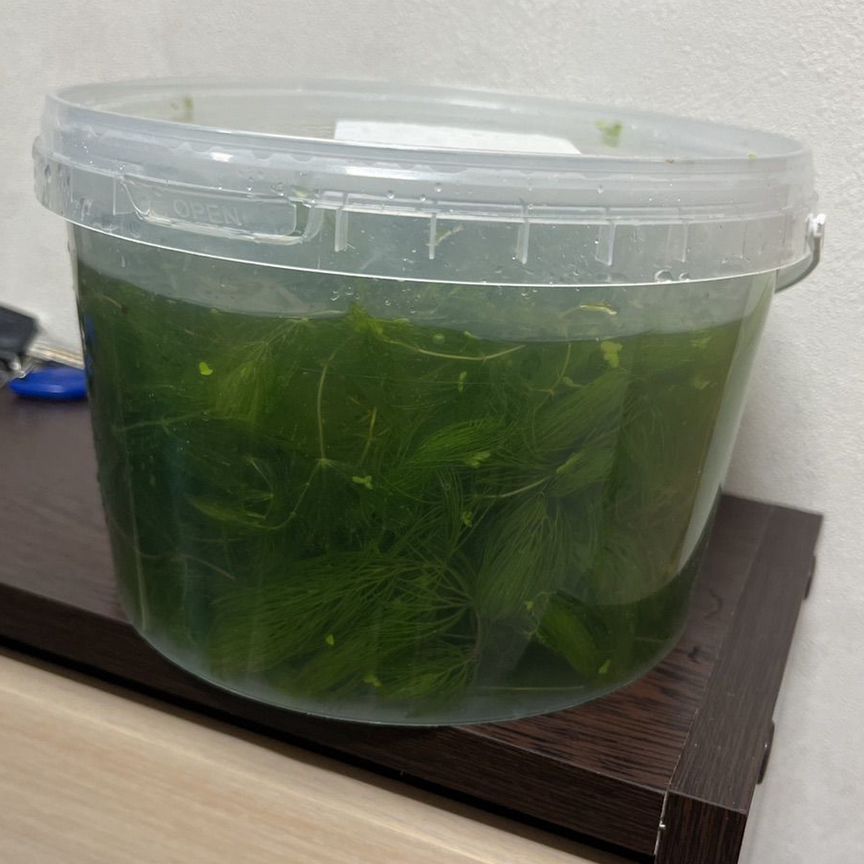 Продам водоросли роголистник