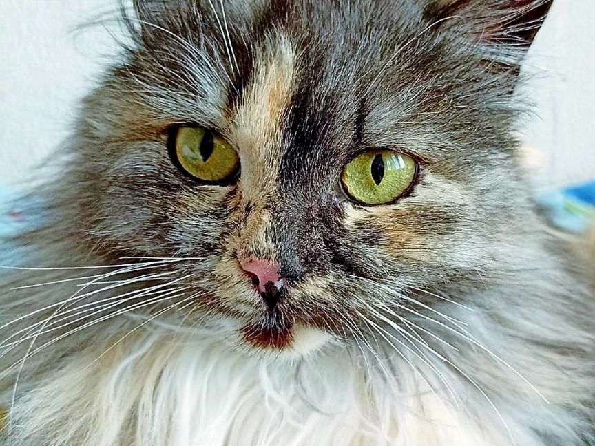 Кошка в добрые руки