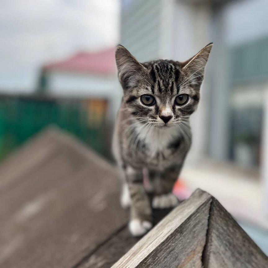 Котенок