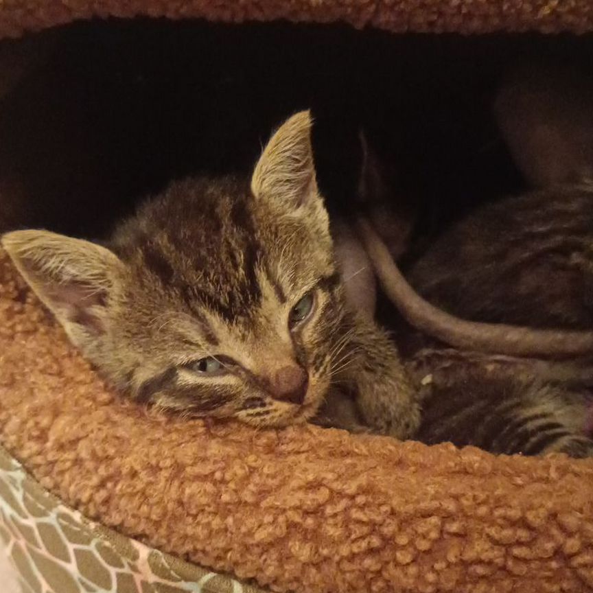 Отдам бесплатно котят