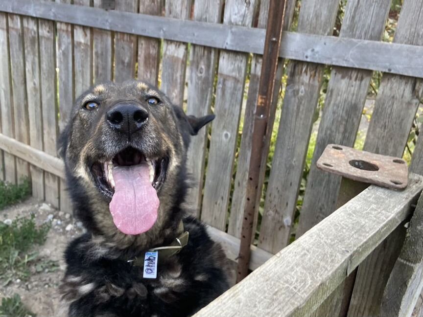 Собака в добрые руки отдам бесплатно