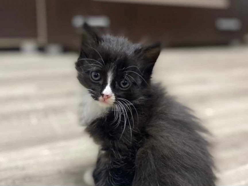 Котенок ищет дом