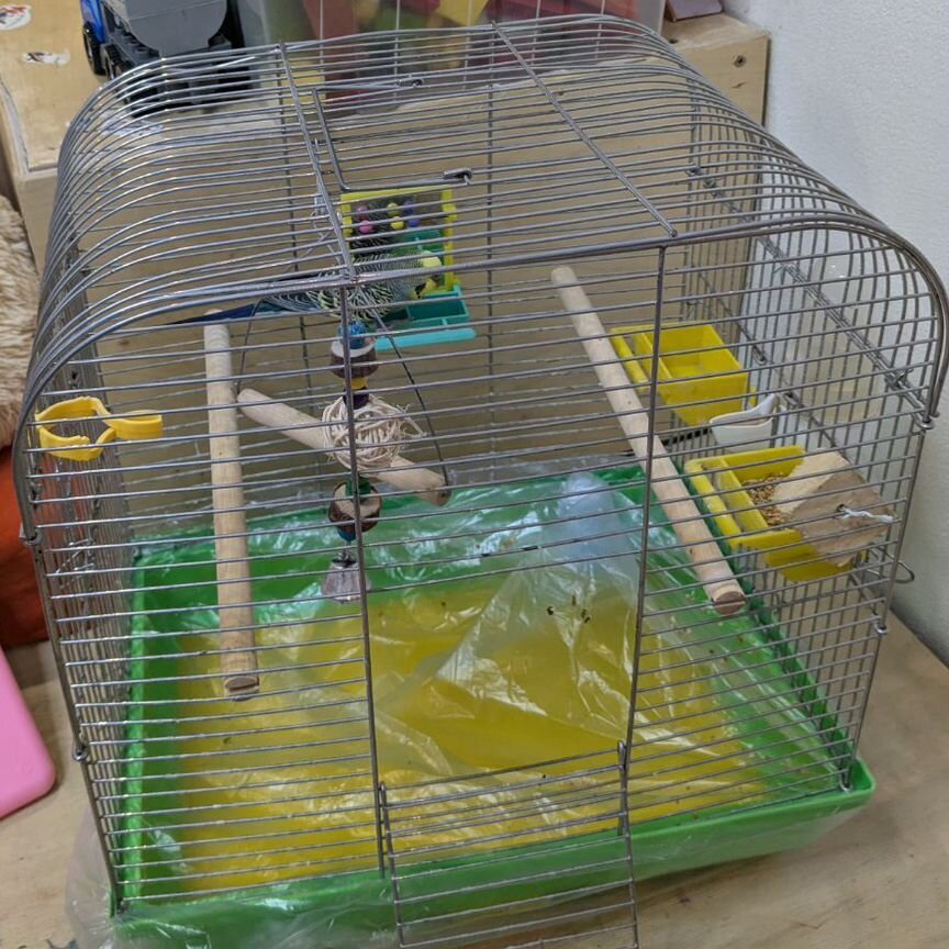 Волнистый попугай 2 года