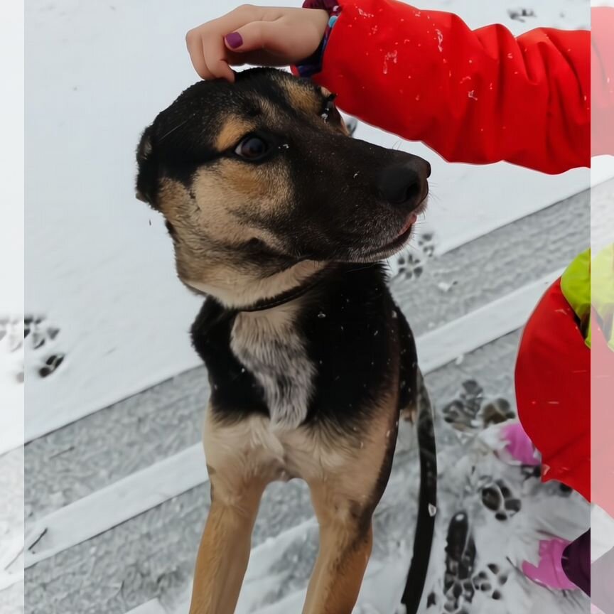 Взрослый пёс в добрые руки