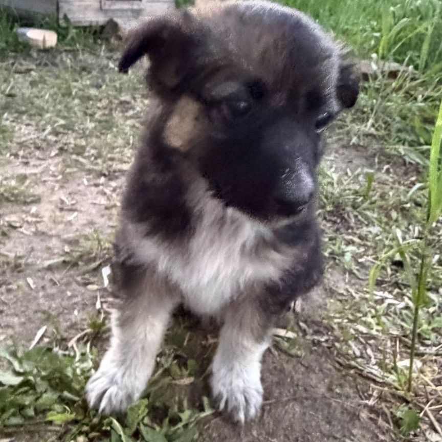 Щенок в добрые руки