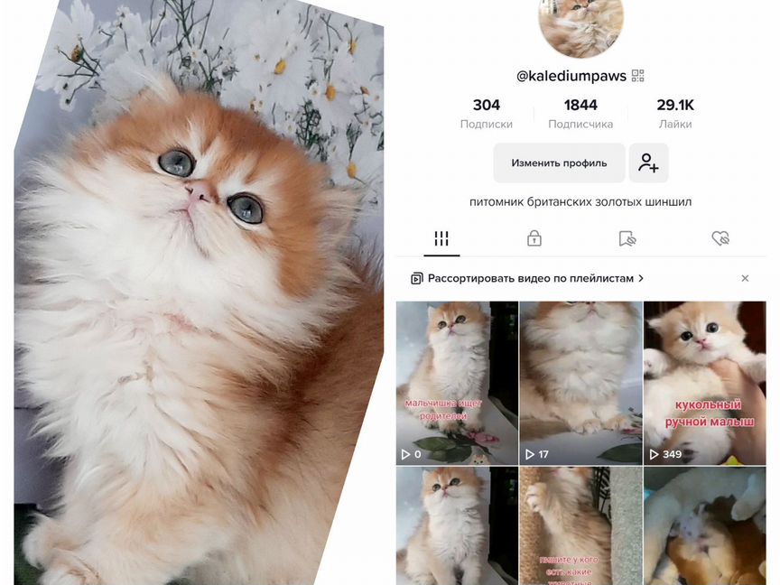 Золотая британская шиншилла