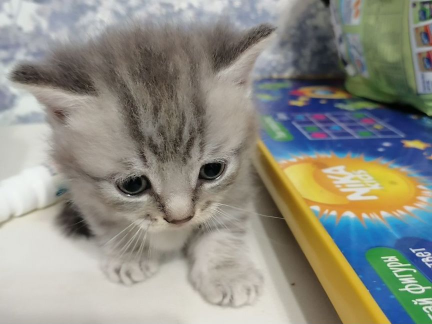 Котята манчкин