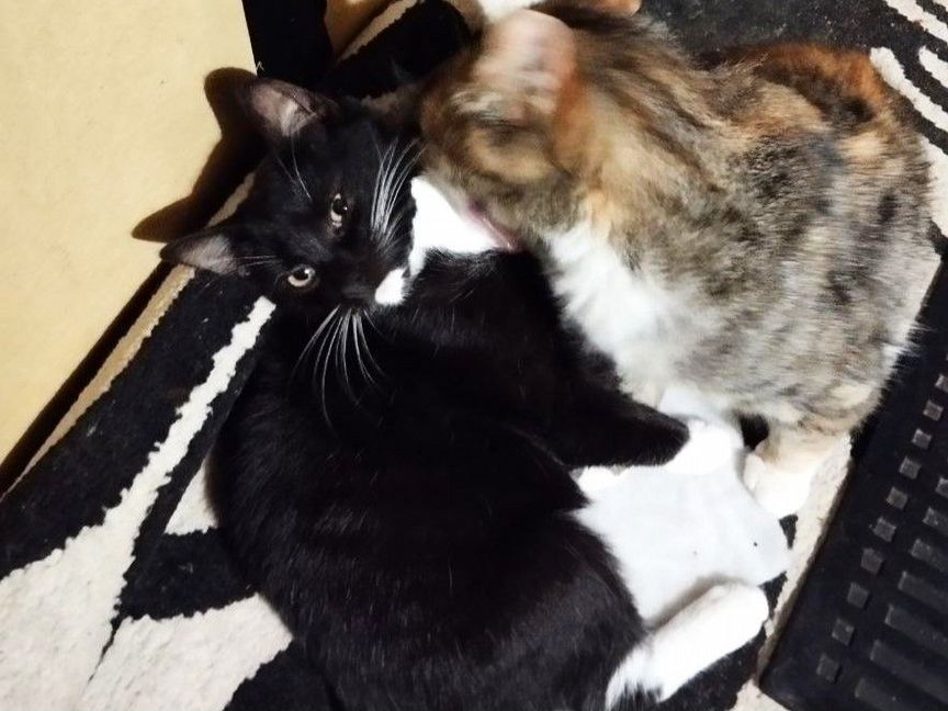 Котенок мальчик бесплатно