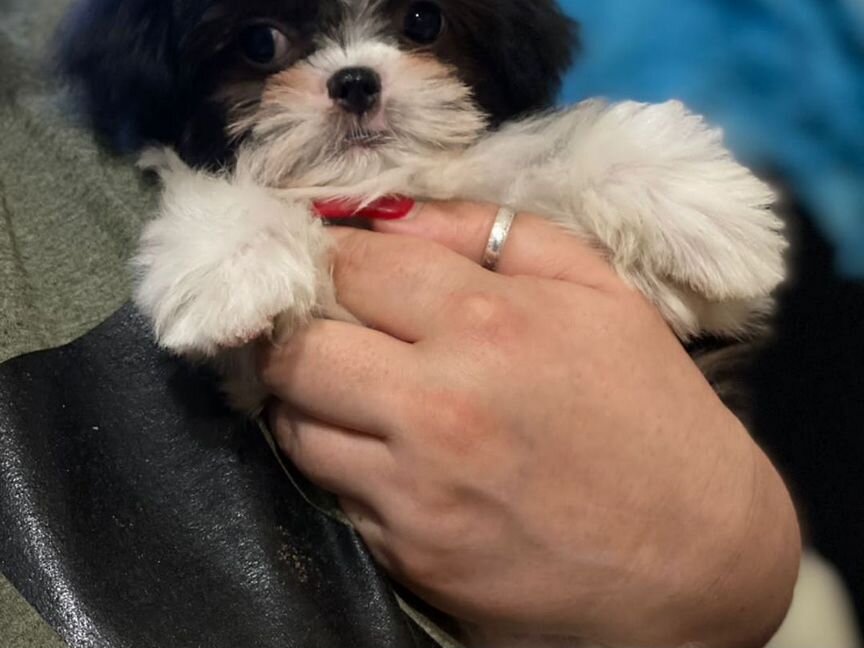 Мальтипу мини Корейский тип