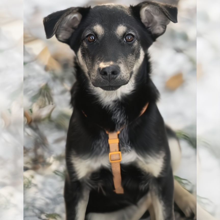 Щенок в добрые руки