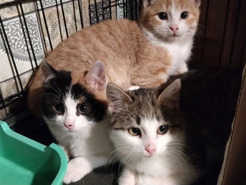 Котята в добрые руки