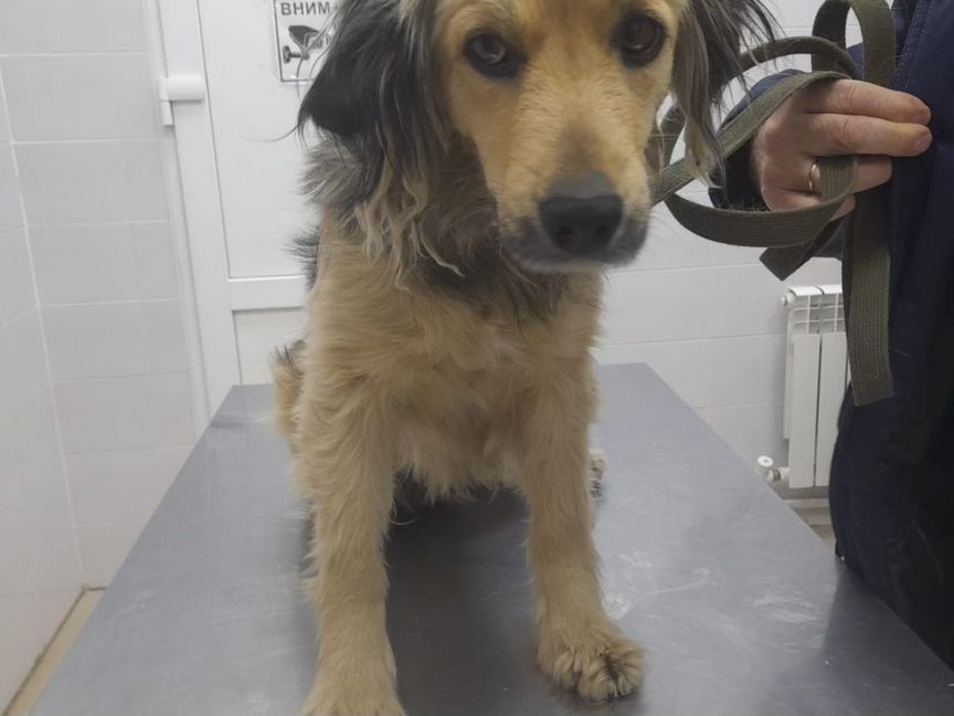 Помесь спаниеля