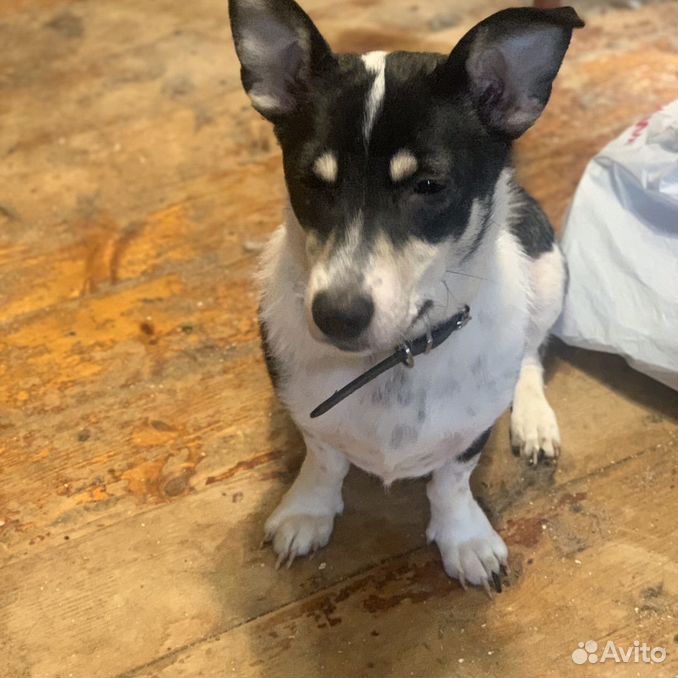 Маленькая собачка Марта