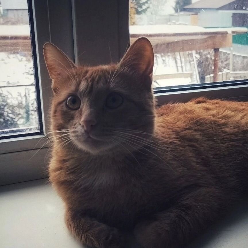 Котик в добрые руки