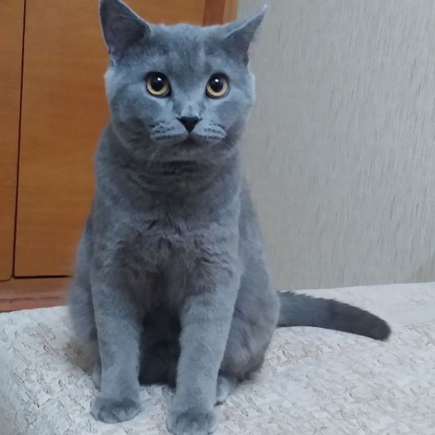 Кот в добрые руки