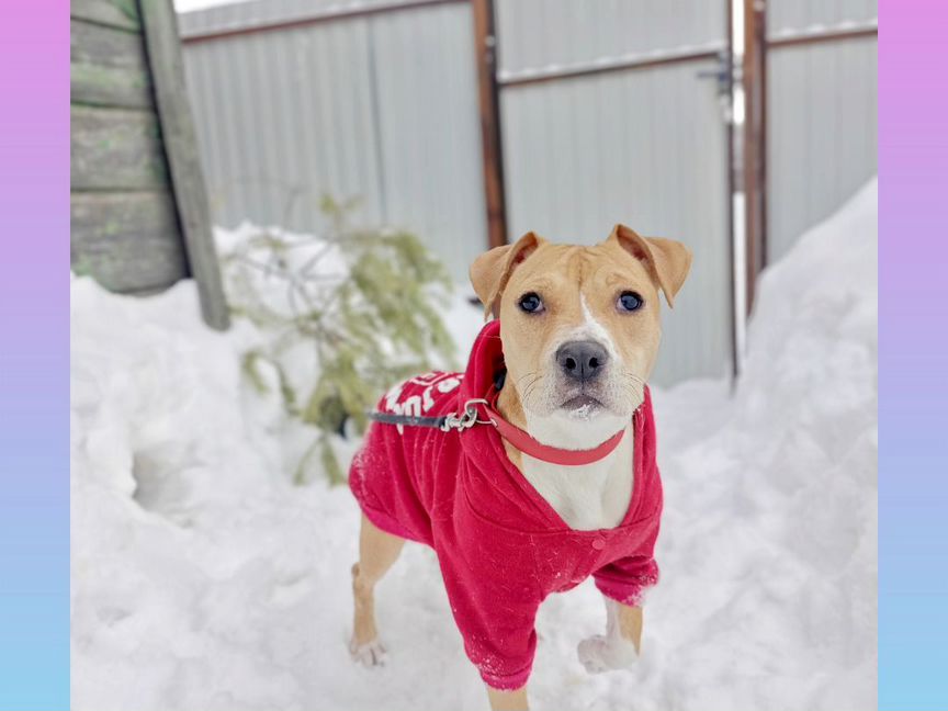 Стаффордширский терьер щенок