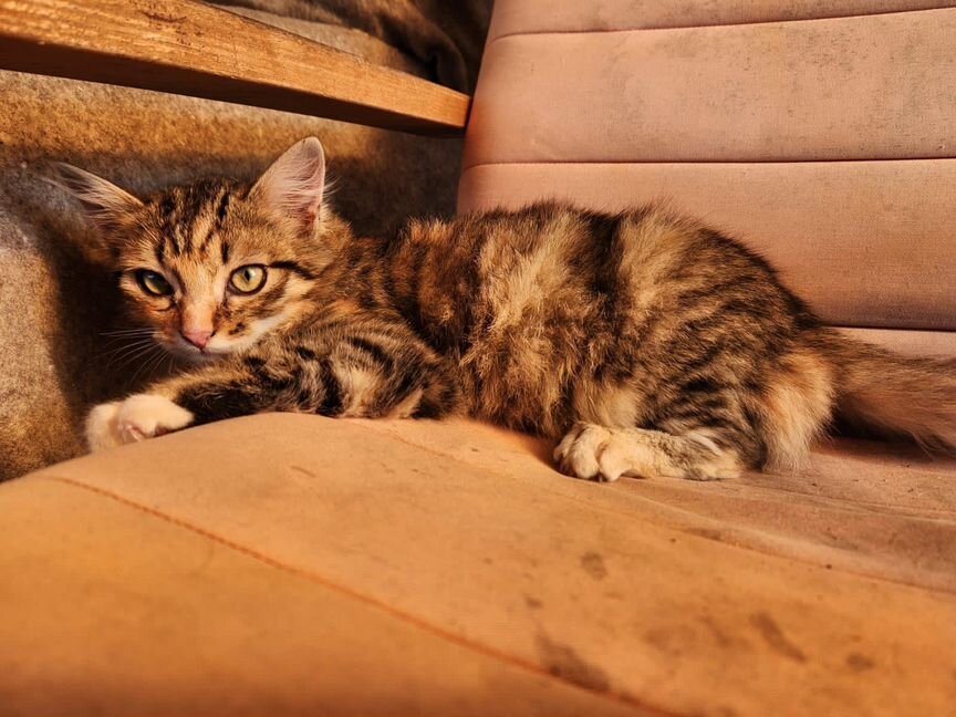 Котёнок девочка подросток