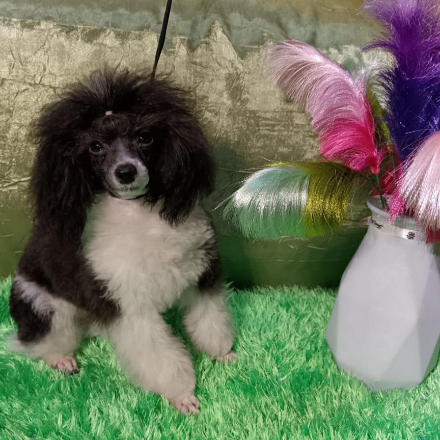 Пудель Арлекин