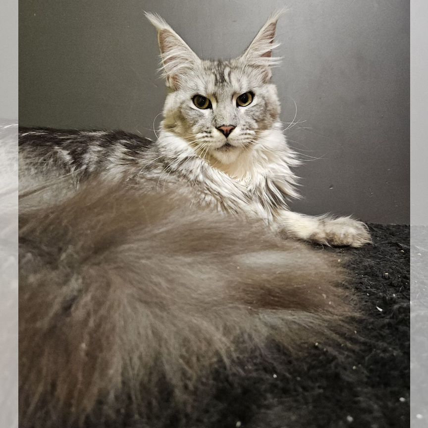 Мейн-кун котёнок