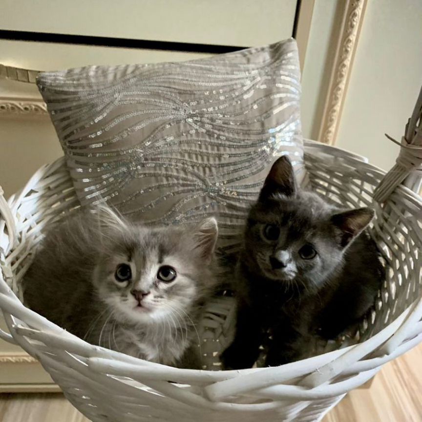Отдаем котят в добрые руки