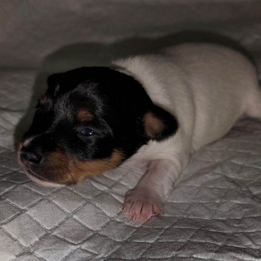 Чихуахуа, щенок