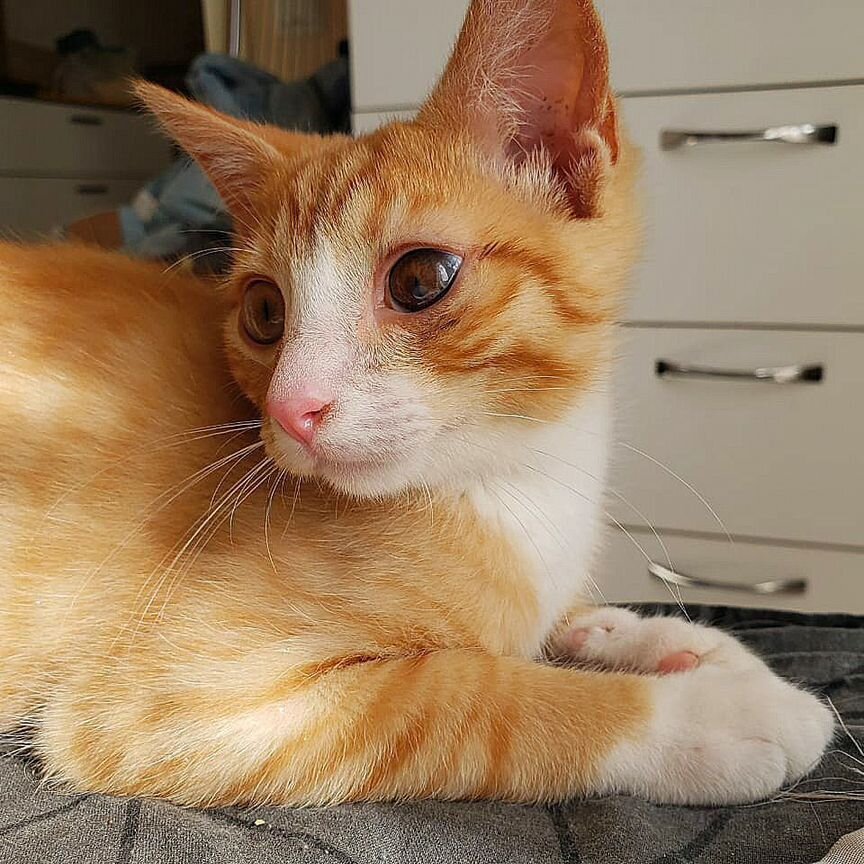 Котёнком славный добрый малыш. Никому не нужен