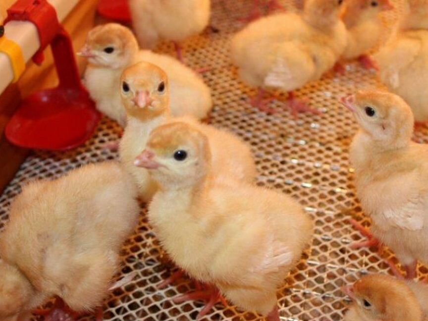 Индюшата Хайбрид конвертер, Биг6 импорт