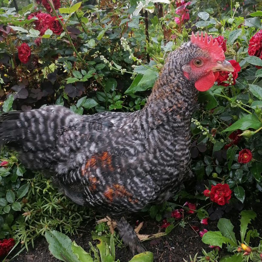 Куры молодки домашние живые