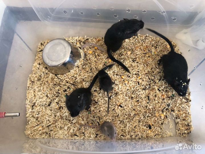 Отдам песчанок