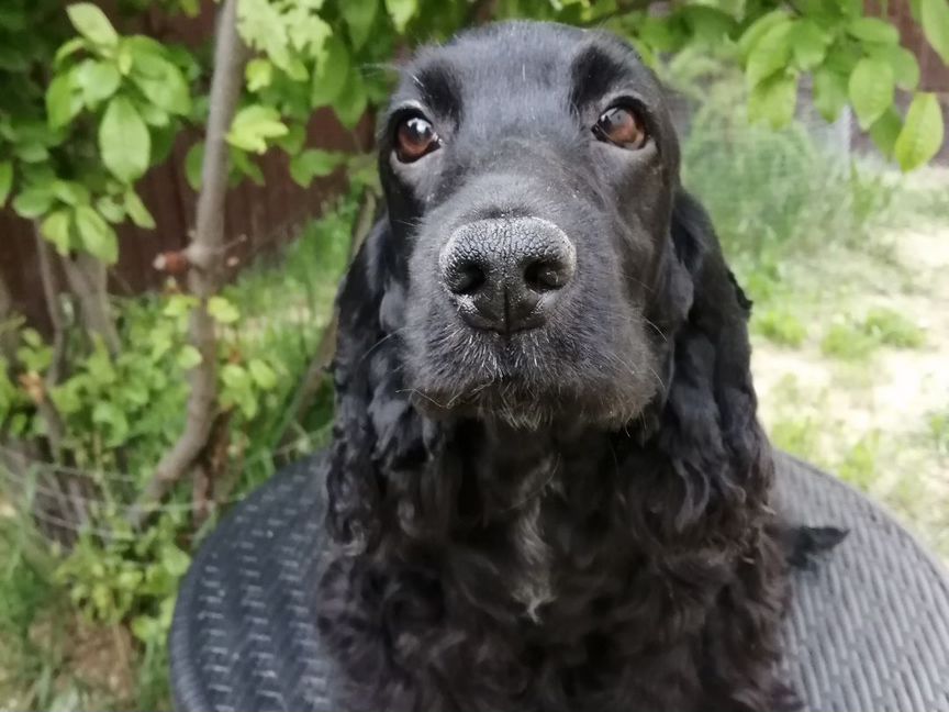 Английский кокер спаниель