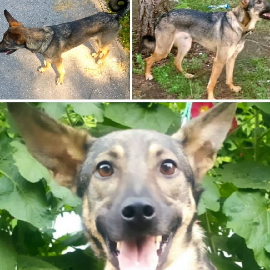 Небольшой очень ласковый пёс Малыш ищет дом