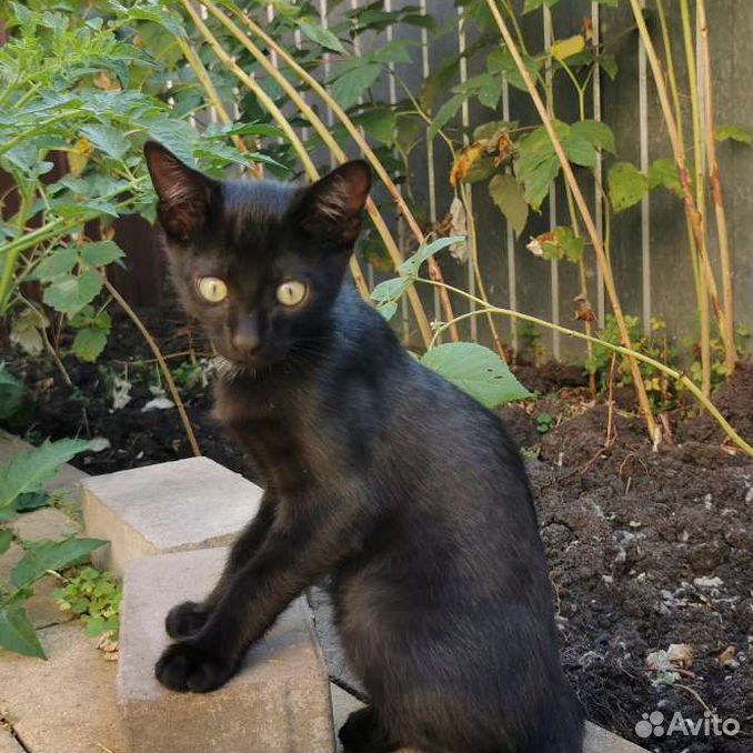 Кот пантера в добрые руки