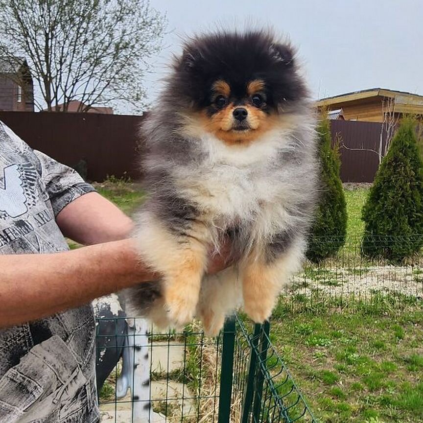Померанский шпиц, щенок
