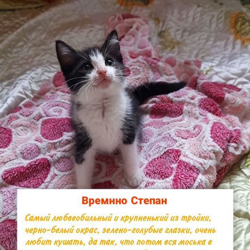 Котята в добрые руки бесплатно