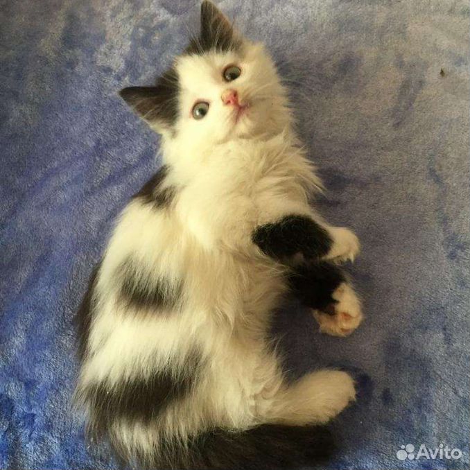 Котенок пушистый мальчик 1,5 мес